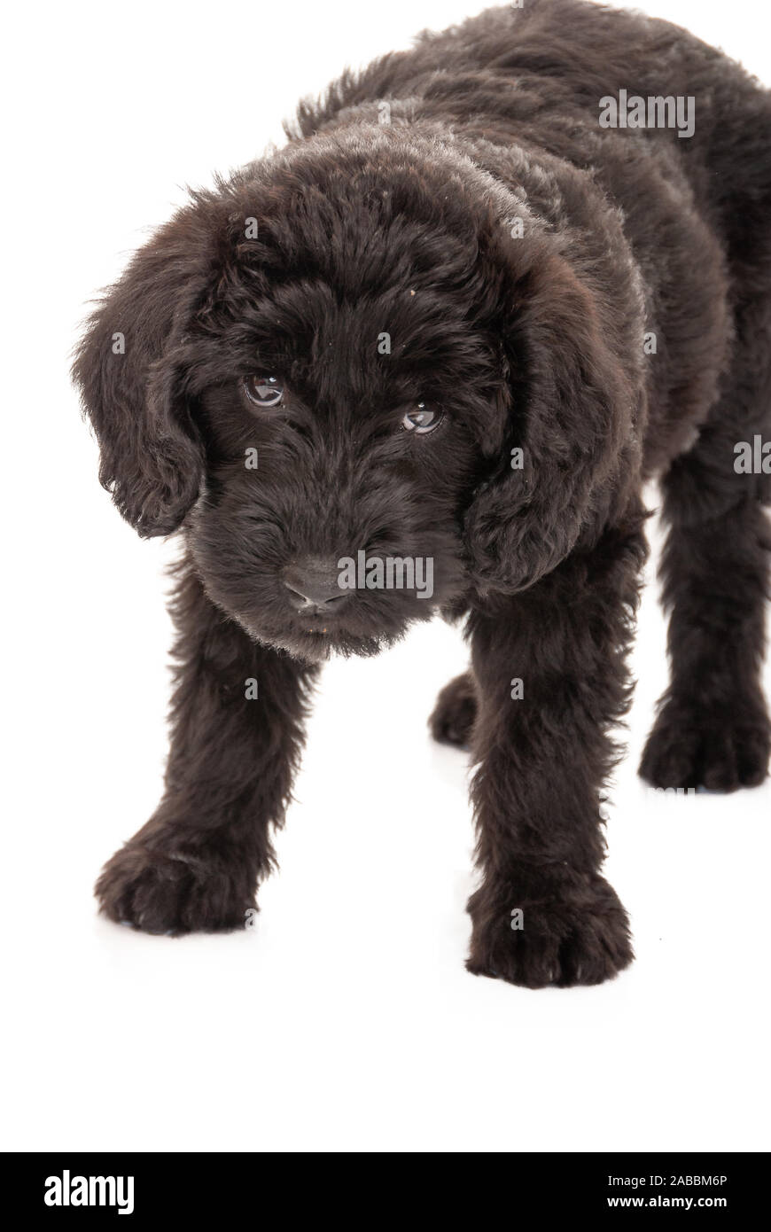 Black labradoodle puppy hi-res stock photography and images - Alamy