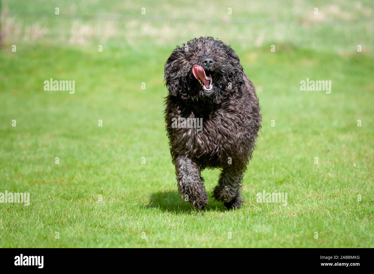 Black labradoodle dog making eye contact while running towards camera ...