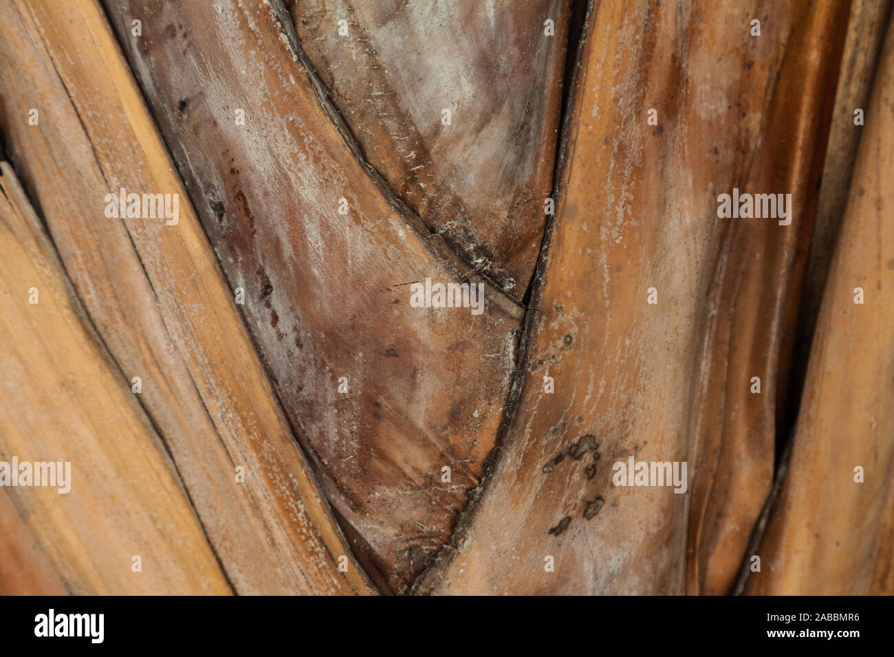 Abstract textural image of an old palm frond branch on the Yucatan ...