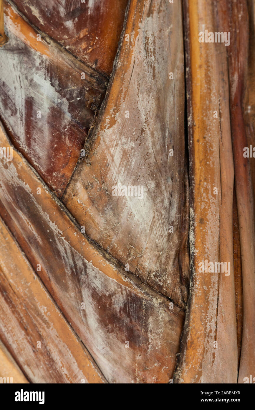 Abstract textural image of an old palm frond branch on the Yucatan ...