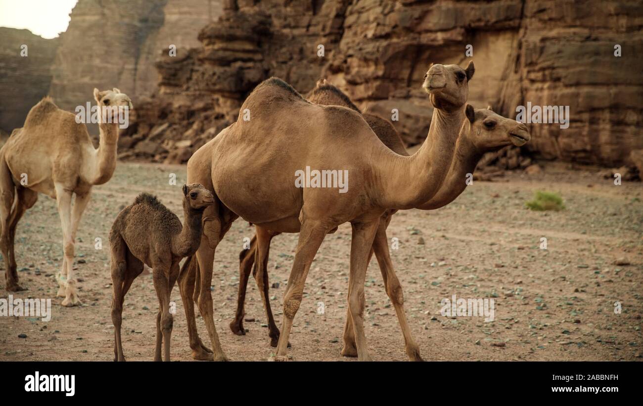 Beautiful Camels in Saudi Arabia Desert Stock Photo - Alamy