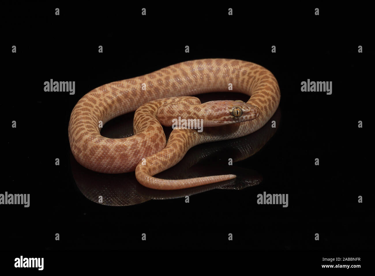Stimsons python antaresia stimsoni hi-res stock photography and images ...