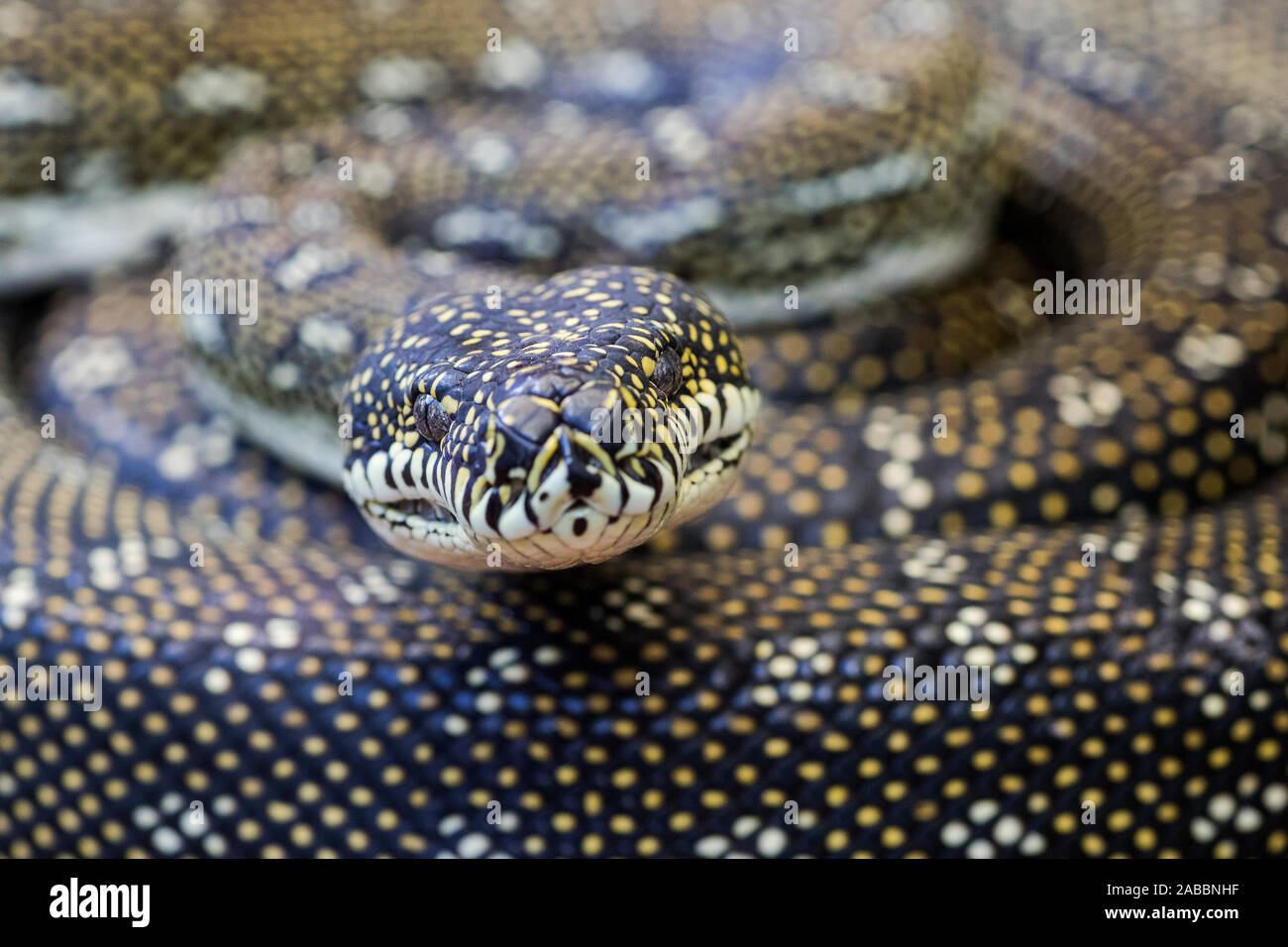 Diamond python morelia spilota spilota hi-res stock photography and ...