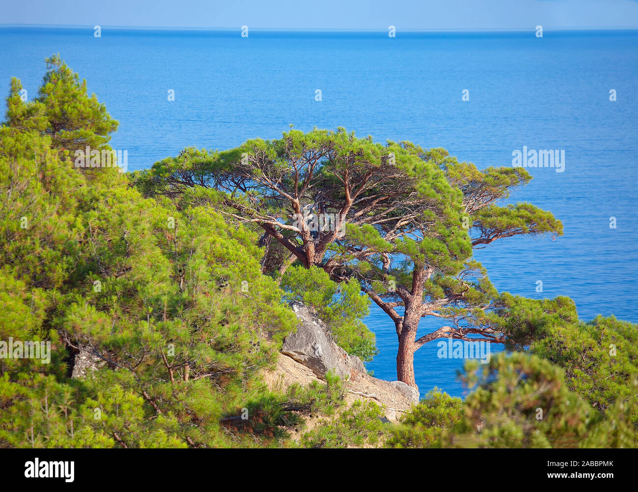 Trees growing near cliff hi-res stock photography and images - Alamy