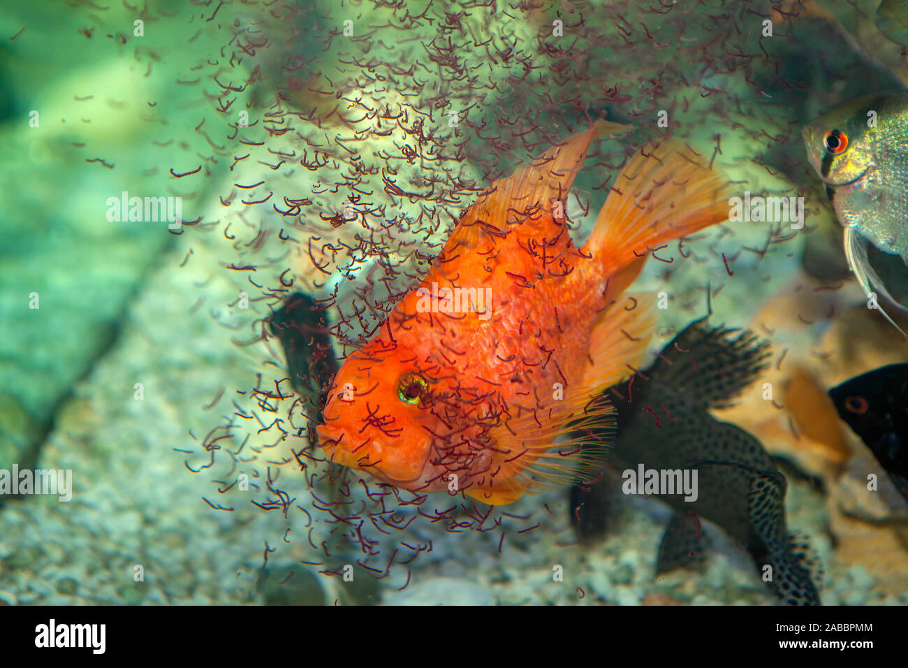 Beautiful fish underwater eating food hi-res stock photography and ...