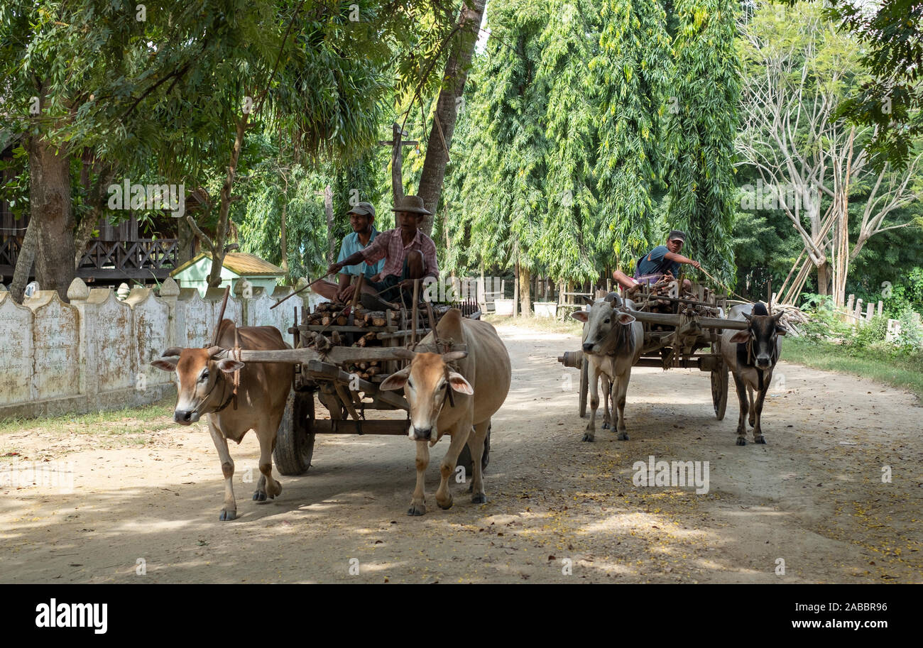 Draught Oxen High Resolution Stock Photography and Images - Alamy