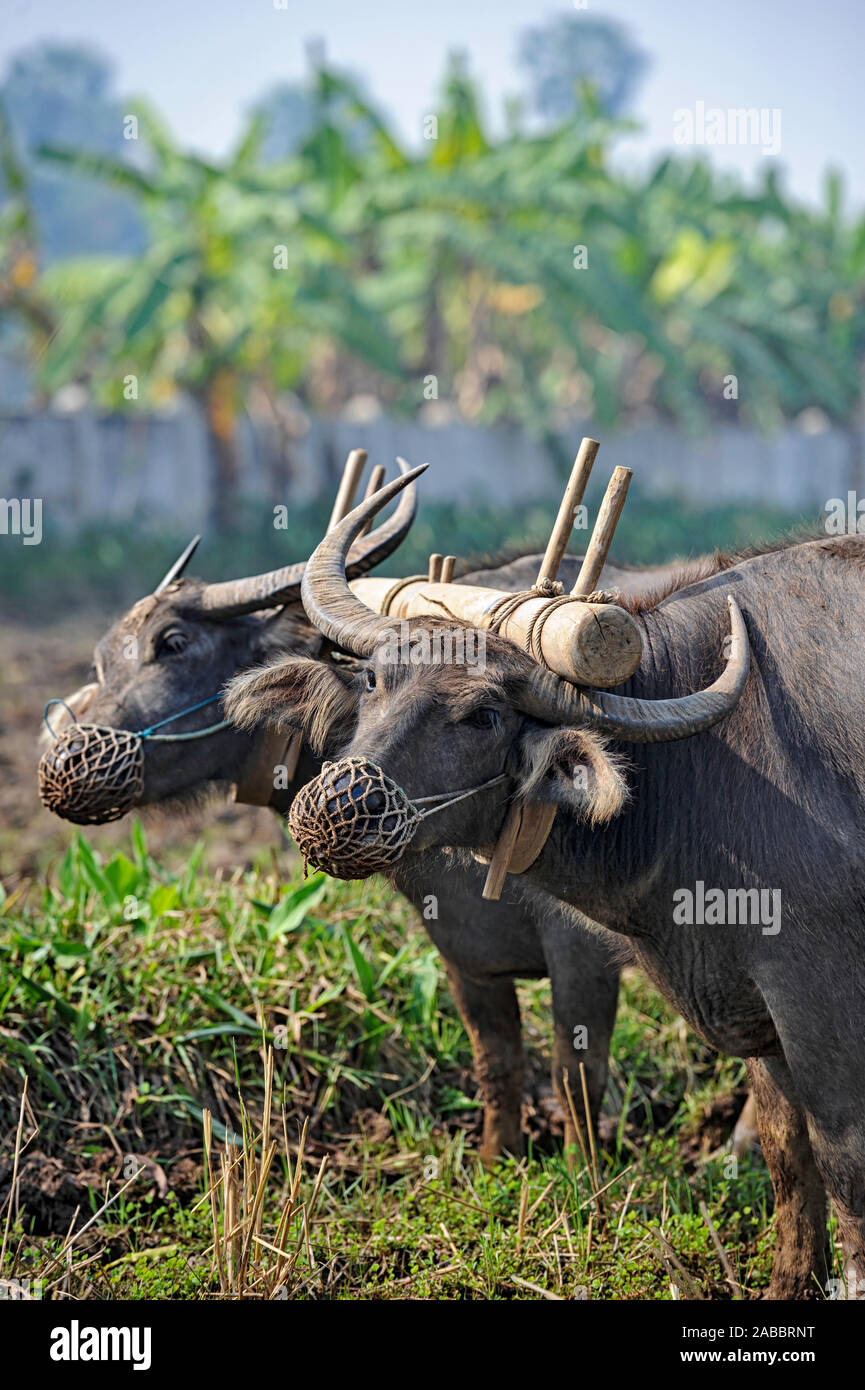 Ox Pull High Resolution Stock Photography and Images - Alamy