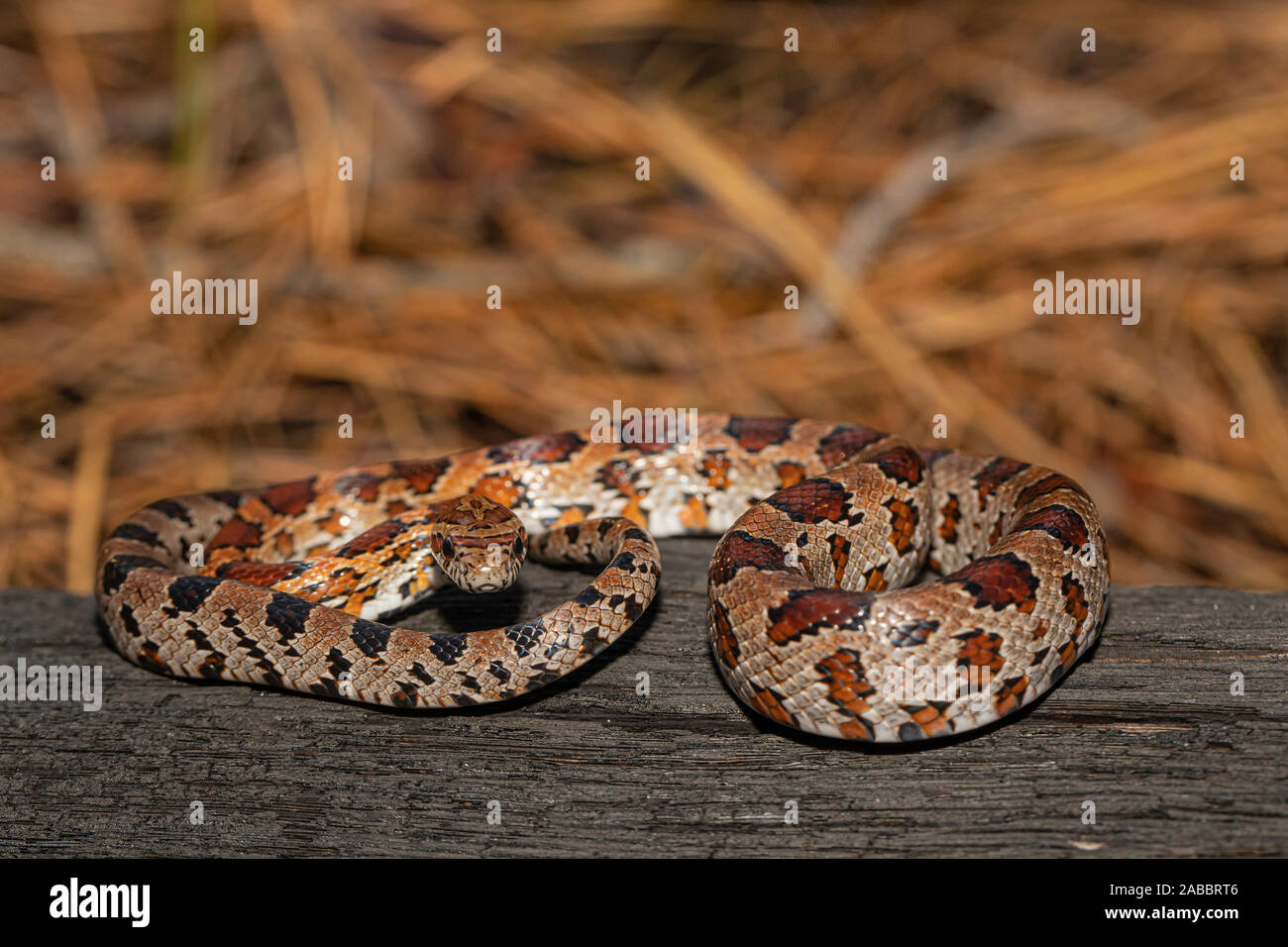 Corn snake - Pantherophis guttatus Stock Photo - Alamy