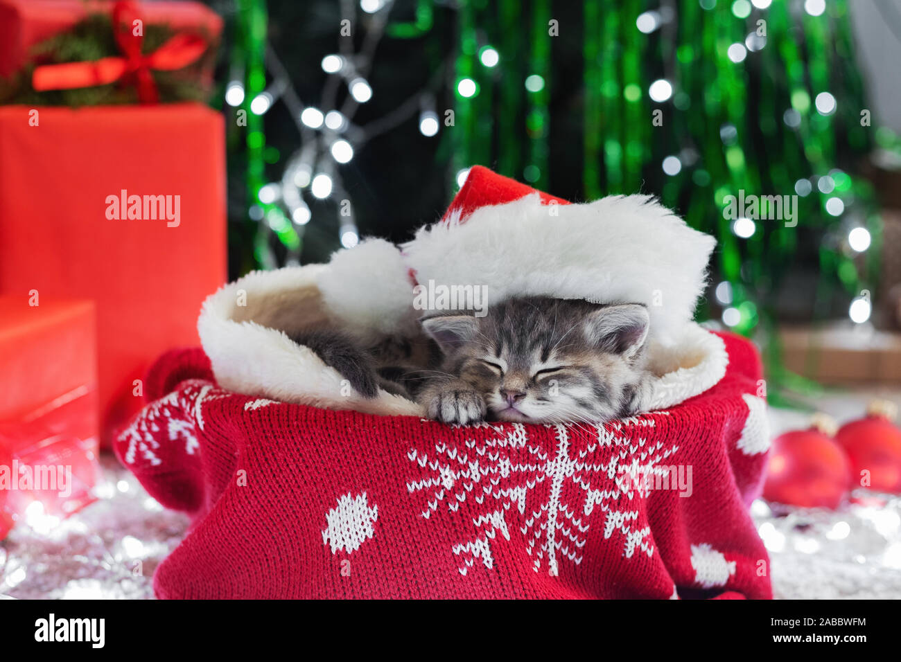 Sleeping Christmas Cat. Beautiful little tabby sleeping kitten, kitty ...