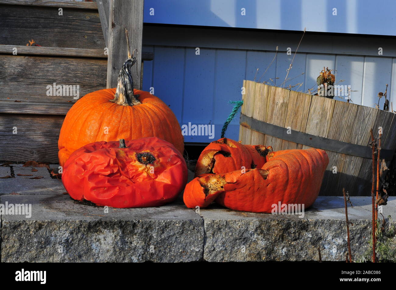 Stages of decomposition hi-res stock photography and images - Alamy