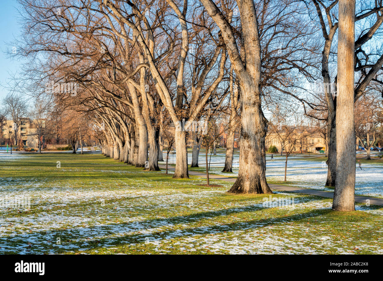 alley of old American elm trees in late fall scenery - historical Oval ...