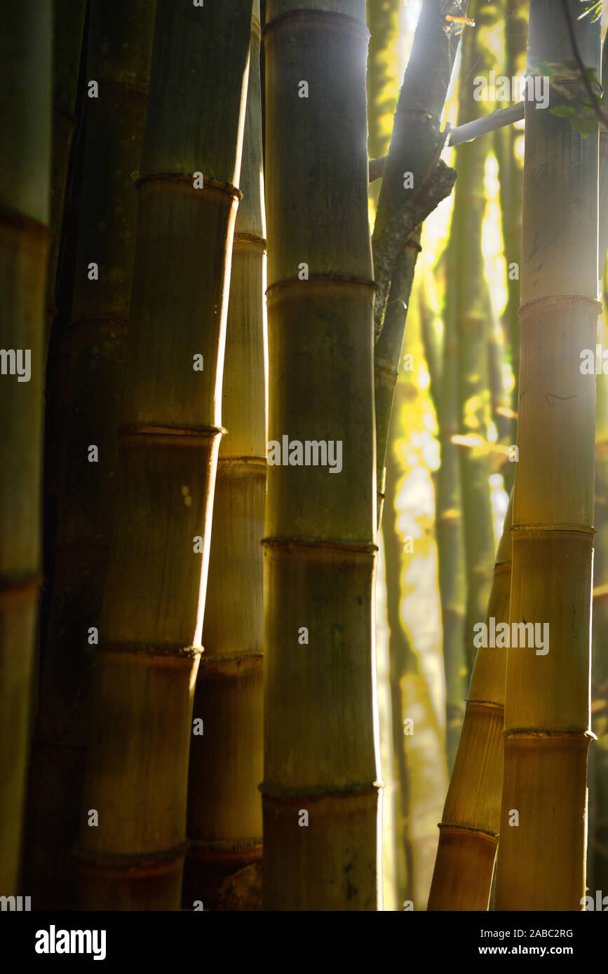 Solid bamboo hi-res stock photography and images - Alamy