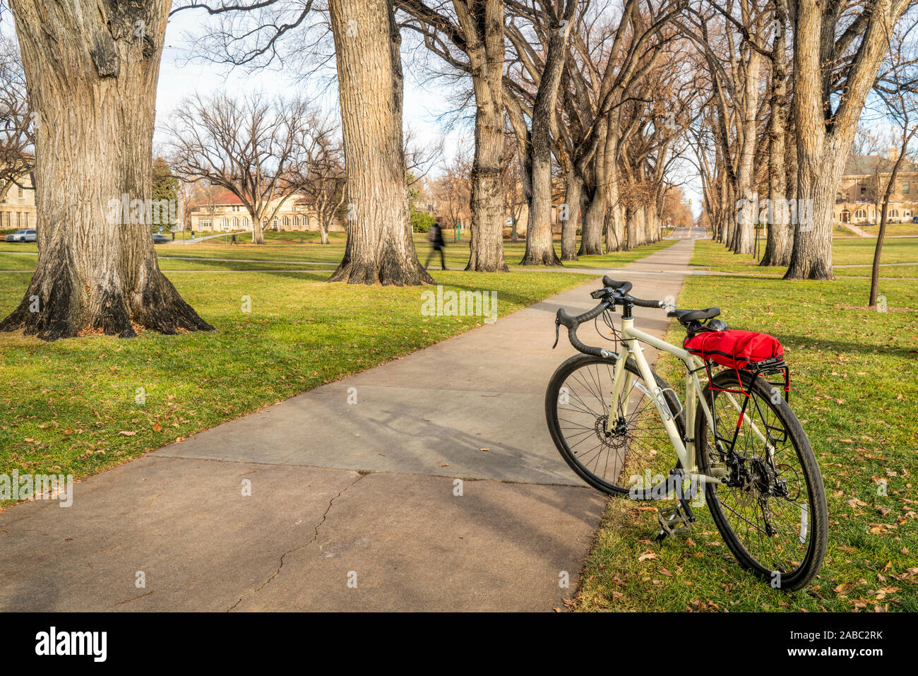 American elm trees hi-res stock photography and images - Alamy