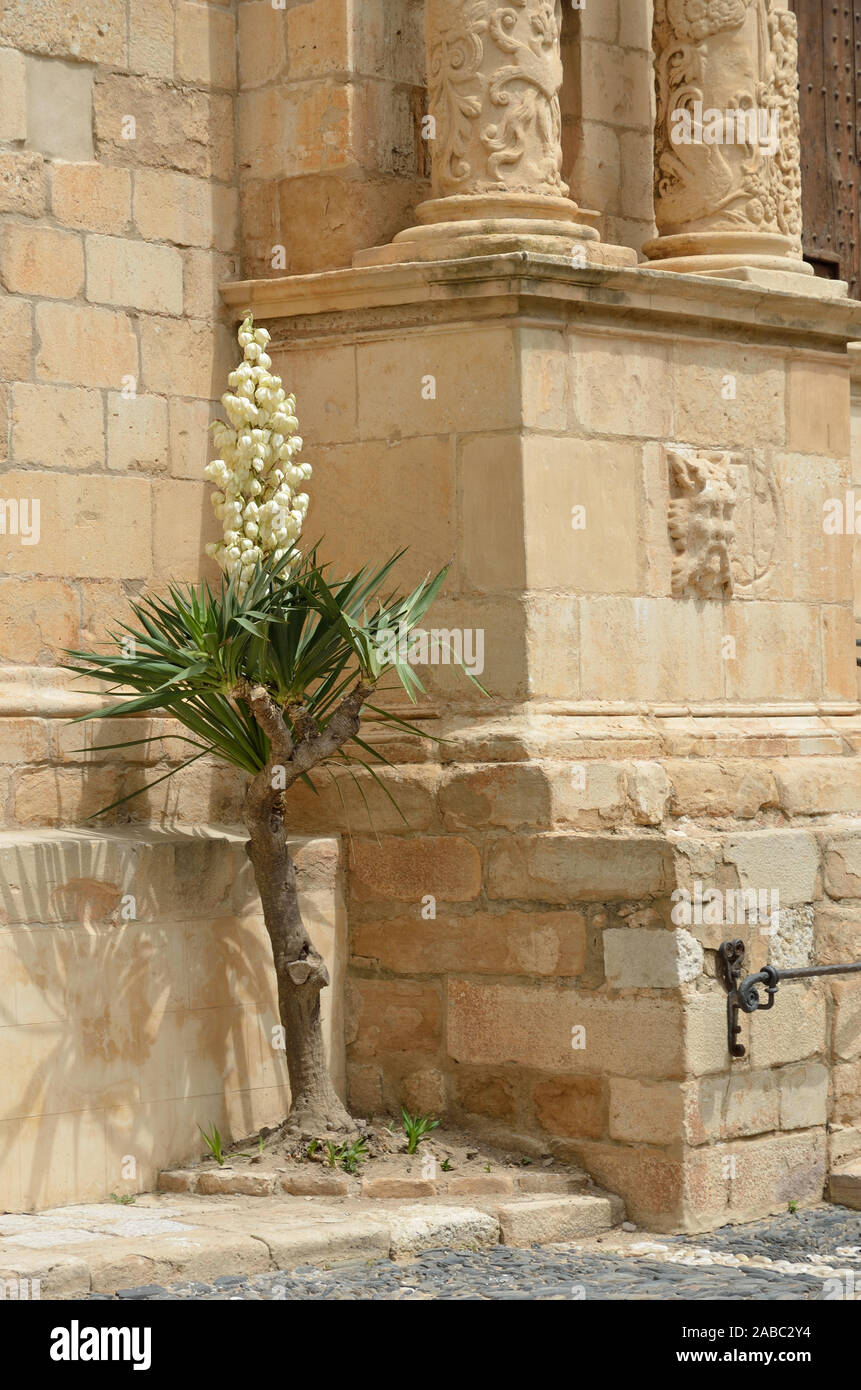 Stone pillar with ornamental carving and a flowering plant in the ...