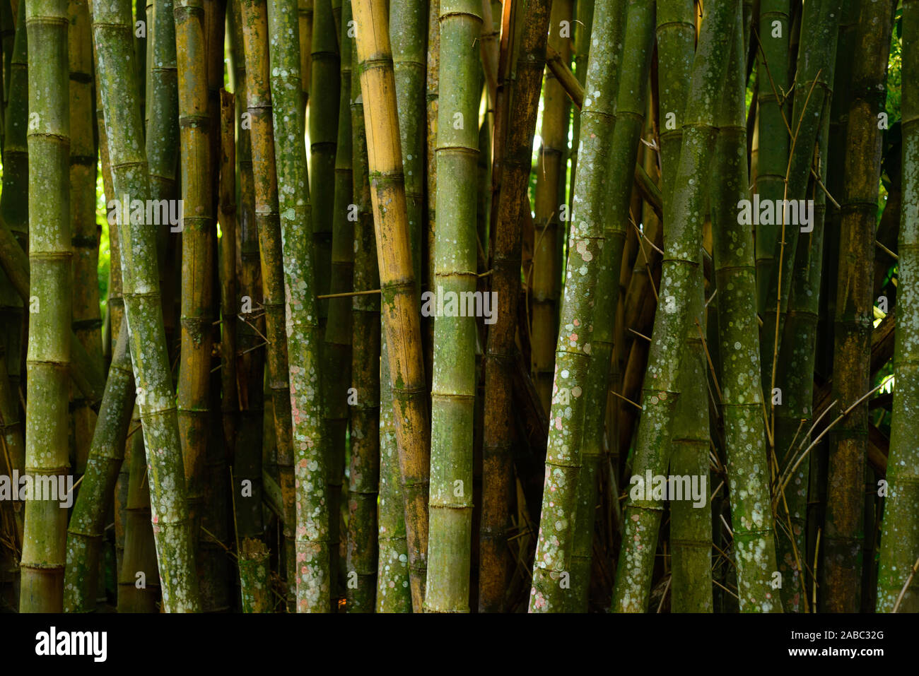 Solid bamboo hi-res stock photography and images - Alamy