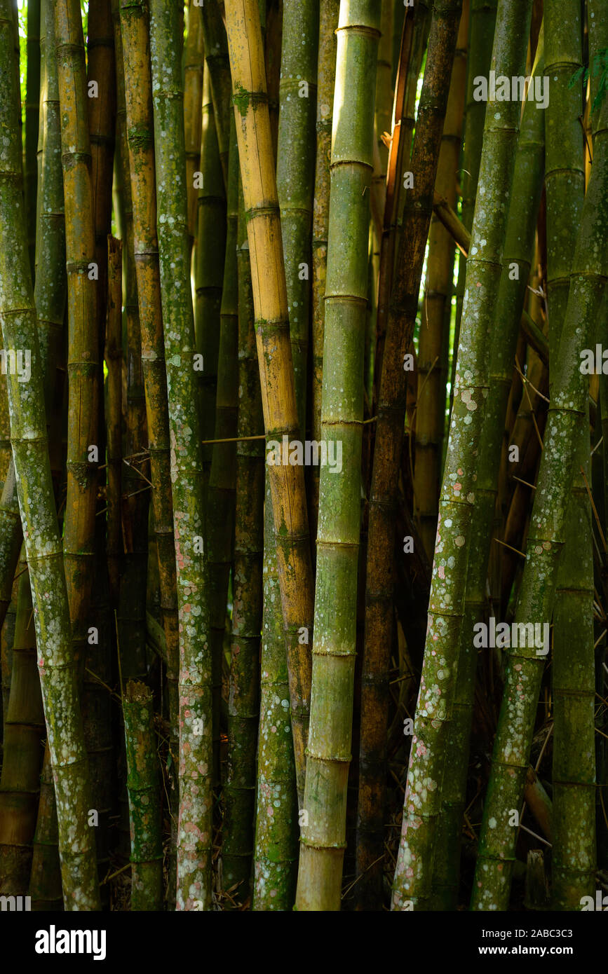 Solid bamboo hi-res stock photography and images - Alamy