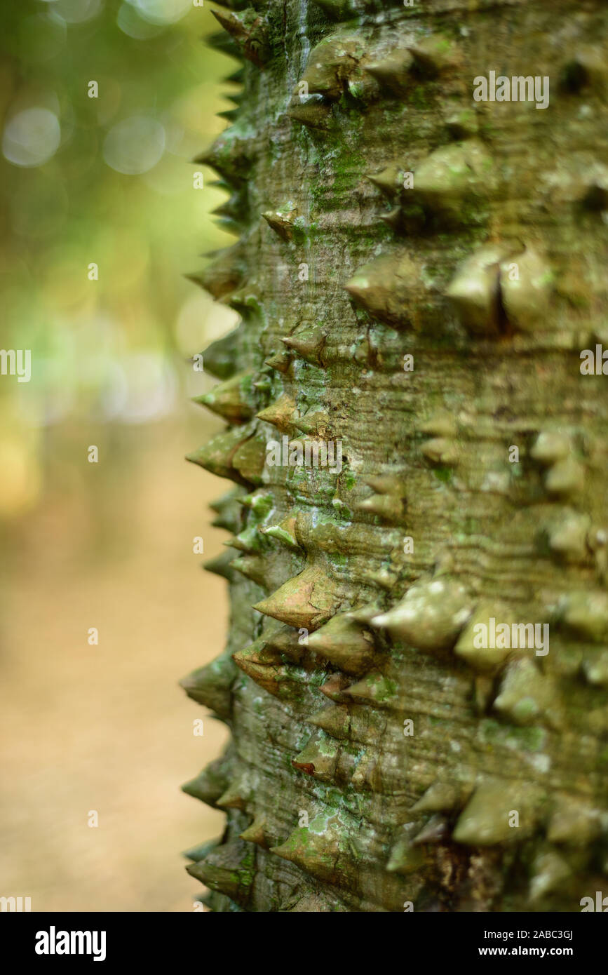 Injury thorn hi-res stock photography and images - Alamy