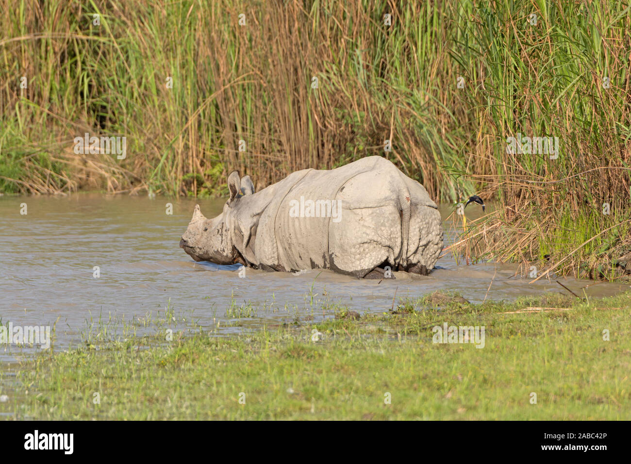 Rhino rear view hi-res stock photography and images - Alamy