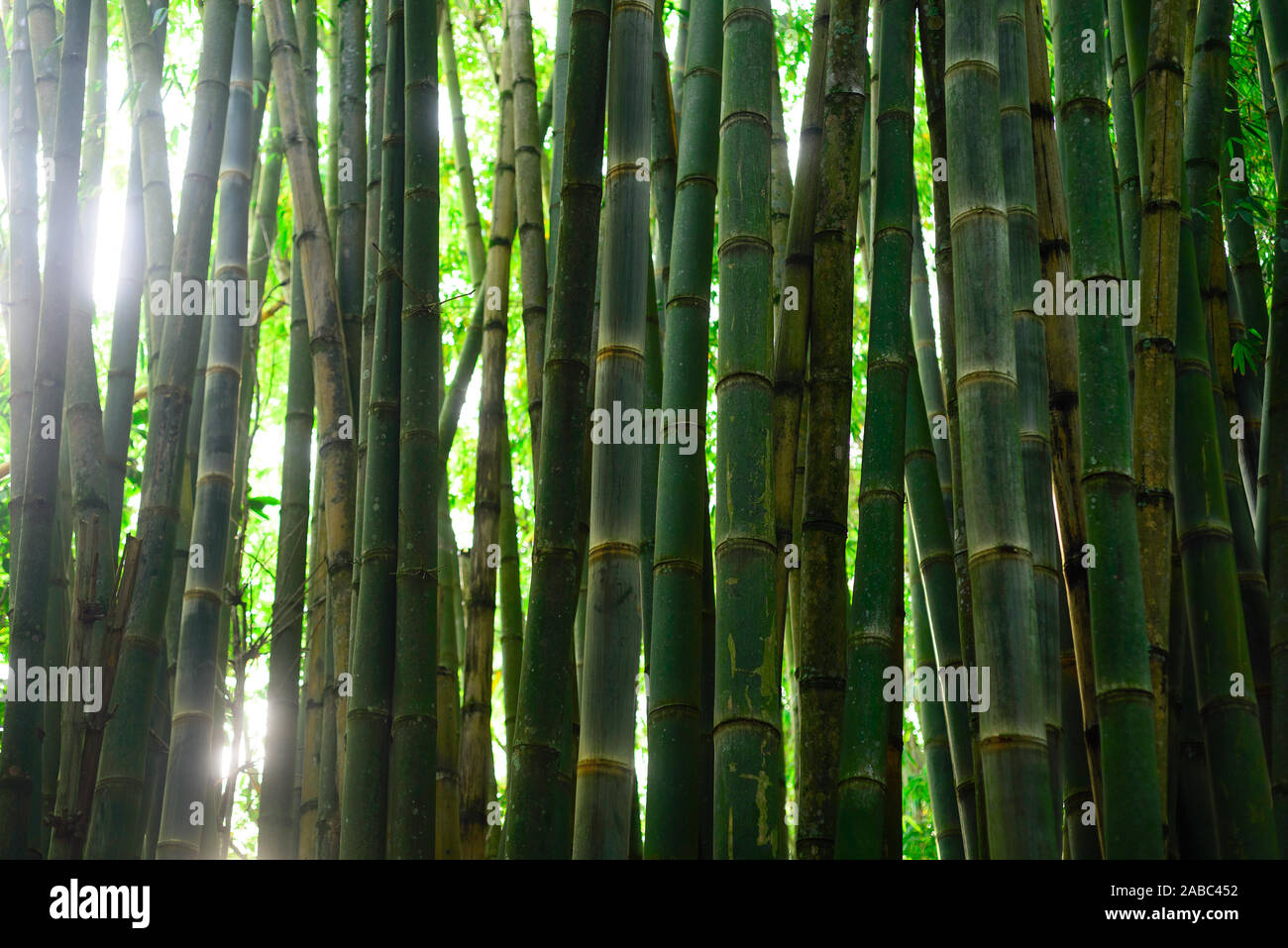 Sturdy bamboo hi-res stock photography and images - Alamy