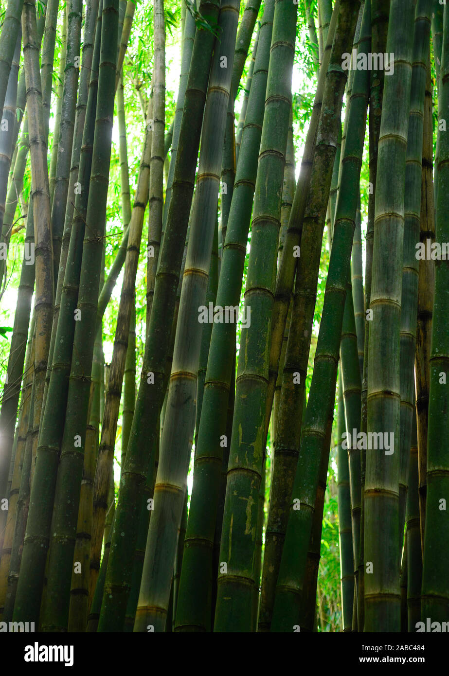 Sturdy bamboo hi-res stock photography and images - Alamy
