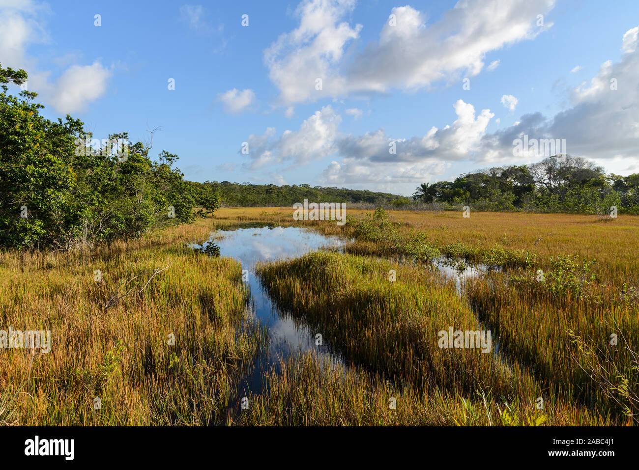 Mangrove forest brazil hi-res stock photography and images - Alamy