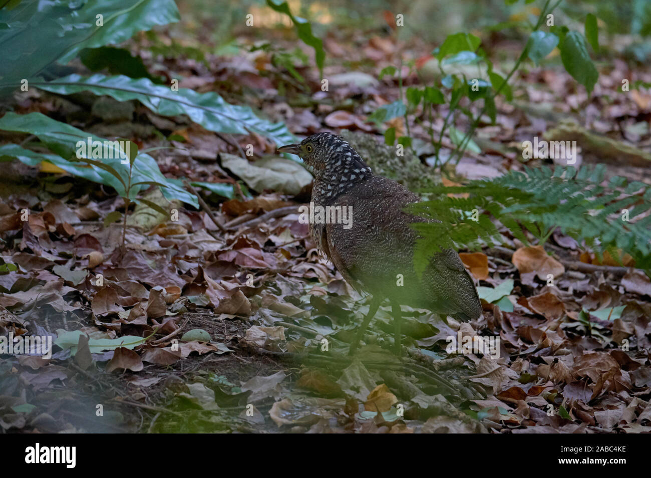 Fauna of taiwan hi-res stock photography and images - Alamy