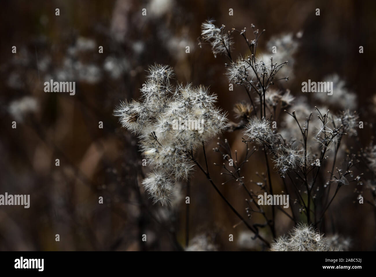 Dead plant hi-res stock photography and images - Alamy