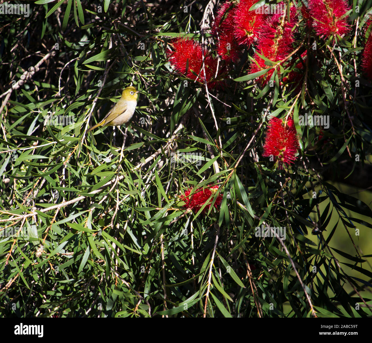 A dainty small Australian brown Honeyeater family Meliphagidae a bird ...