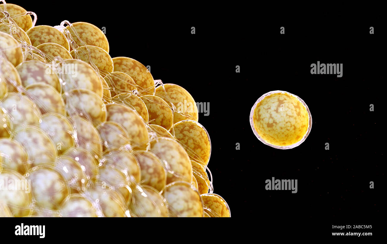 3d rendered illustration of human fat cells Stock Photo - Alamy