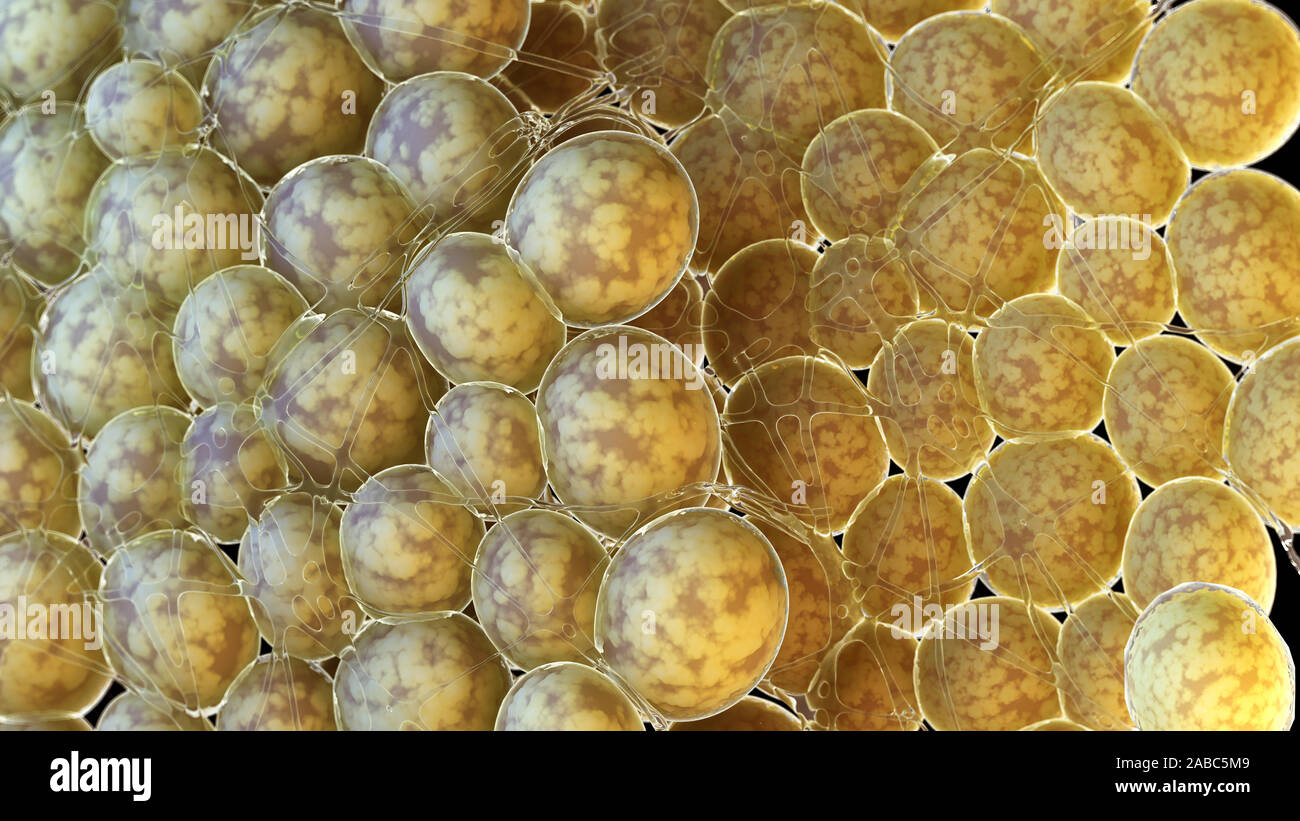 3d rendered illustration of human fat cells Stock Photo - Alamy