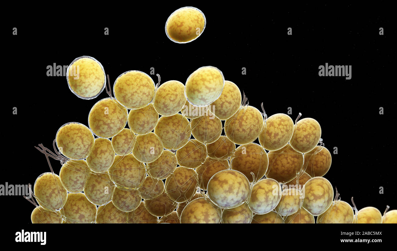3d rendered illustration of human fat cells Stock Photo - Alamy