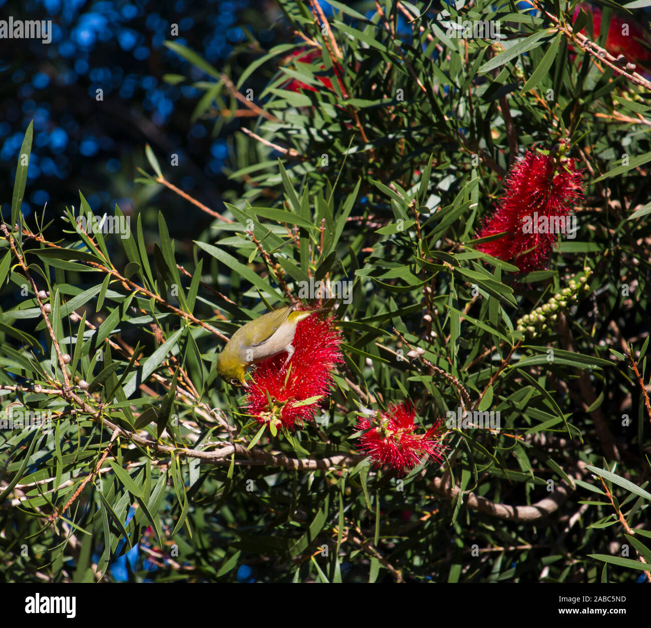 A dainty small Australian brown Honeyeater family Meliphagidae a bird ...