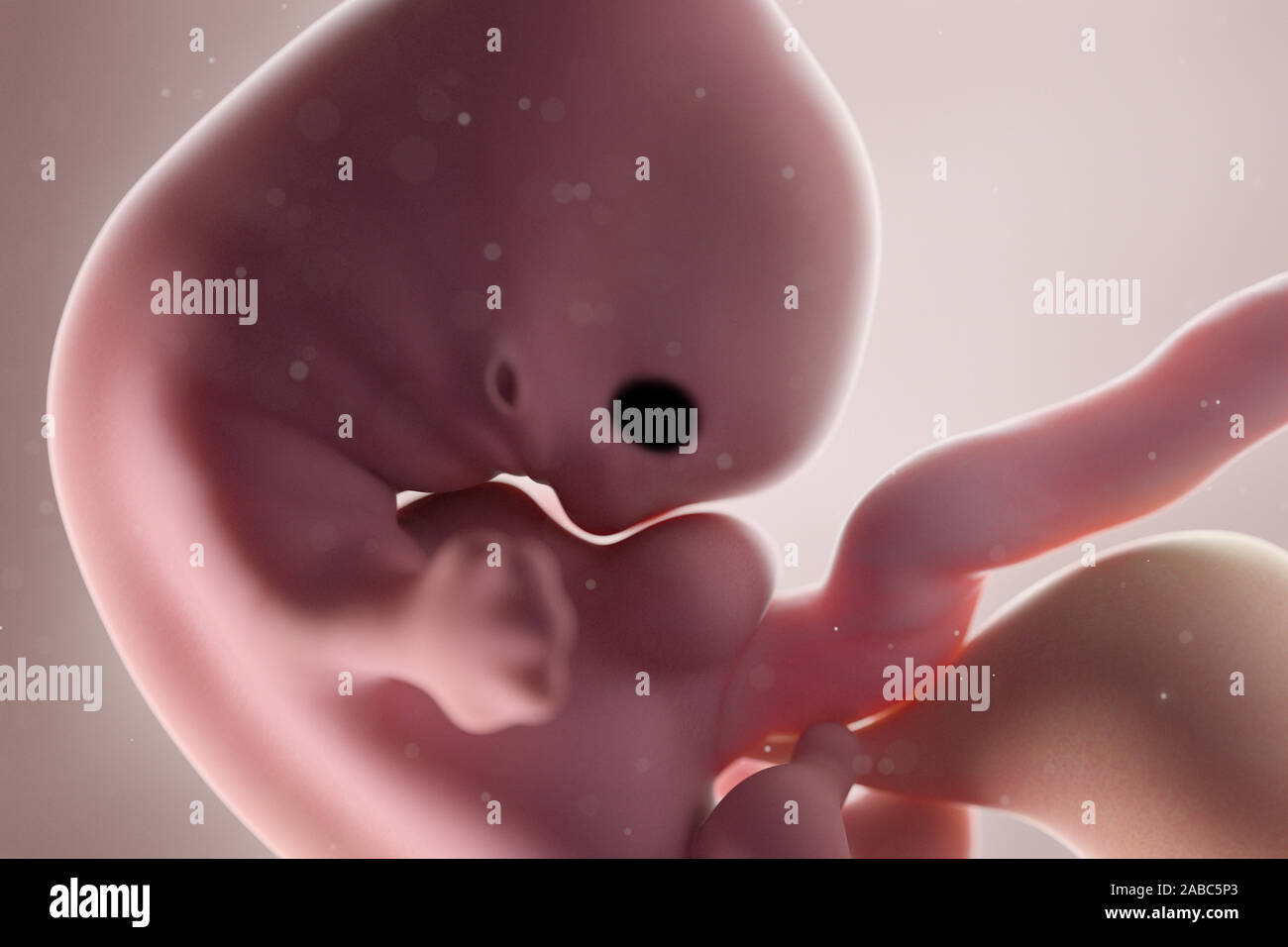 3d rendered medically accurate illustration of a human fetus - week 7 ...