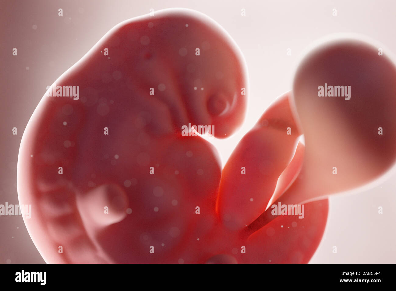 3d rendered medically accurate illustration of a human fetus - week 6 ...