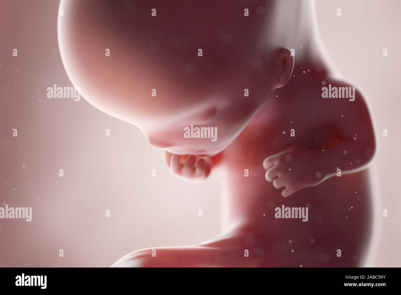 11 week fetus hi-res stock photography and images - Alamy