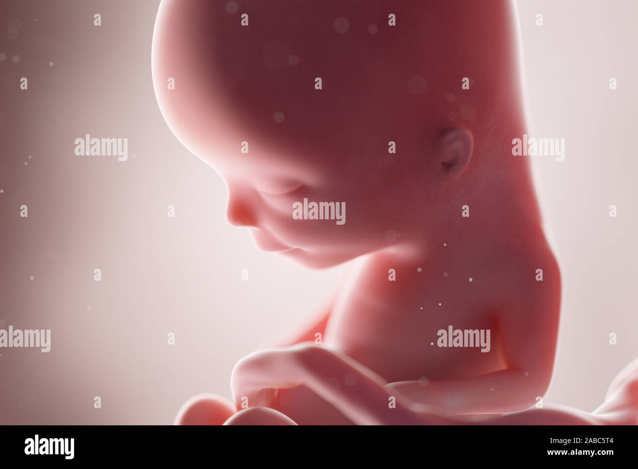 3d rendered medically accurate illustration of a human fetus - week 13 ...