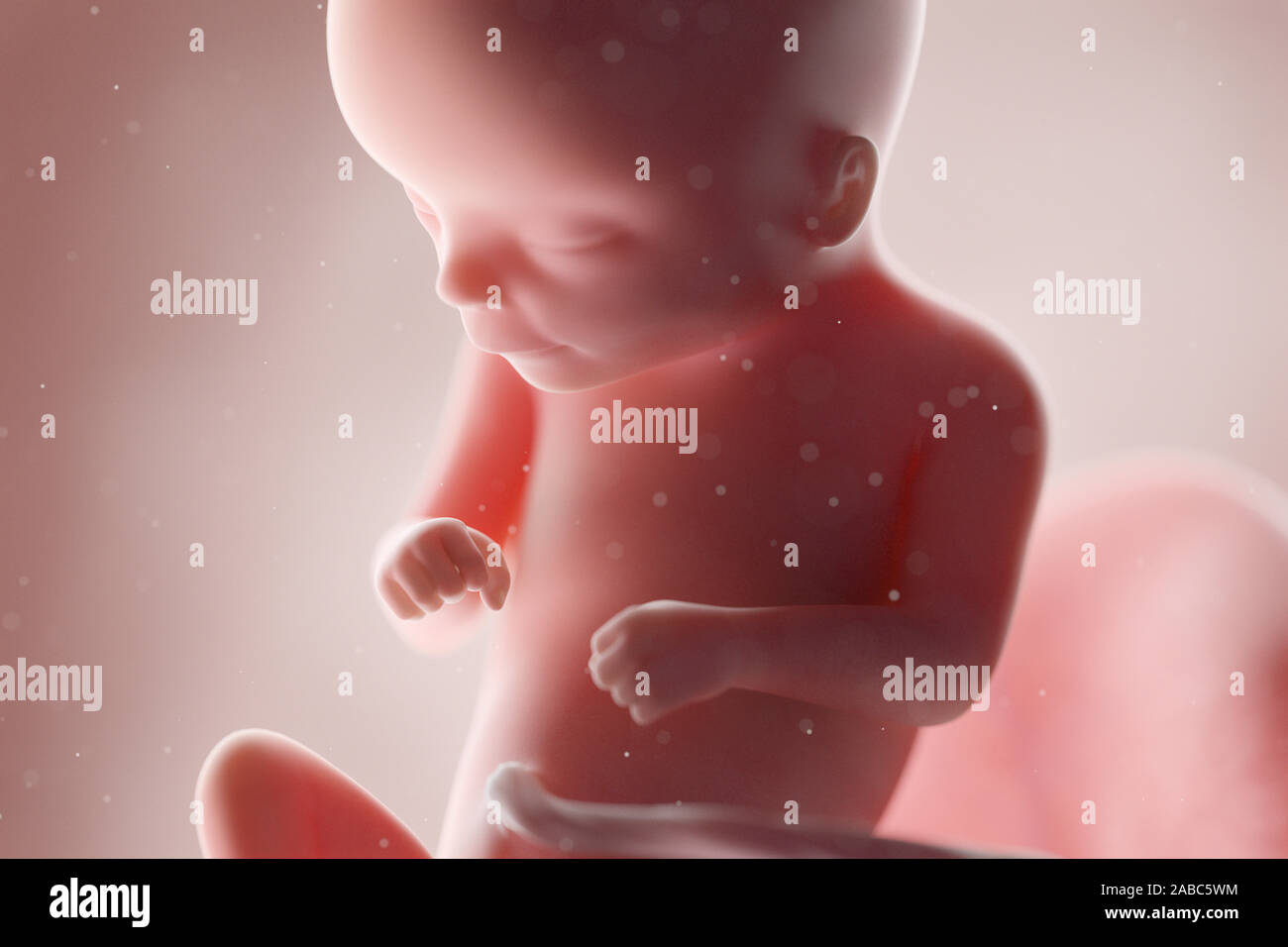 3d rendered medically accurate illustration of a human fetus - week 16 ...