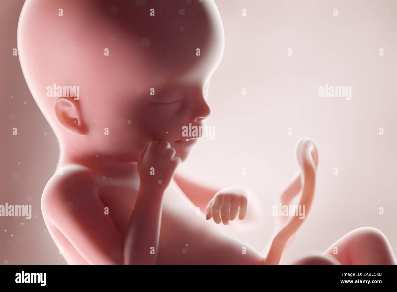 3d rendered medically accurate illustration of a human fetus - week 19 ...