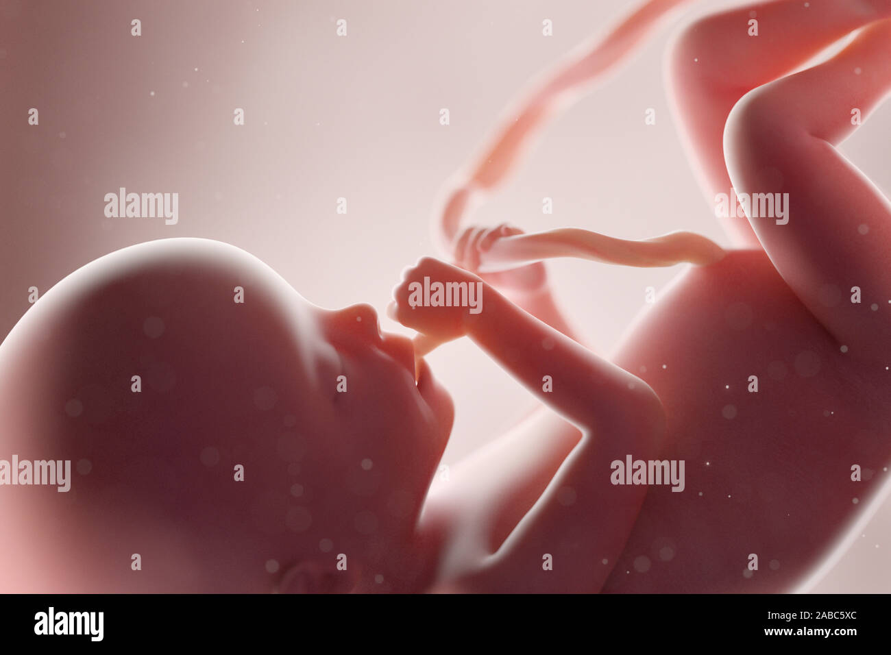 3d rendered medically accurate illustration of a human fetus - week 20 ...