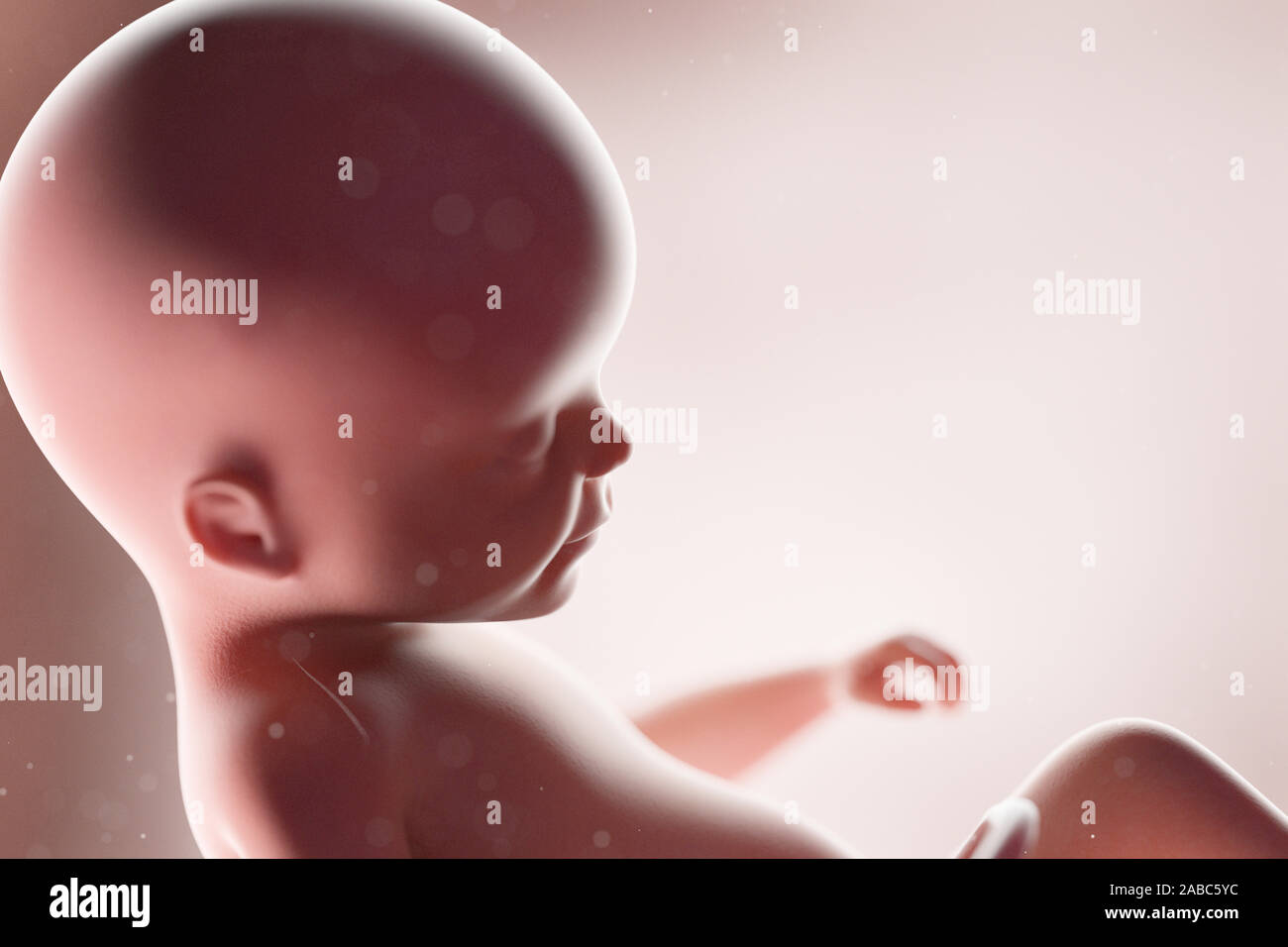 3d rendered medically accurate illustration of a human fetus - week 22 ...
