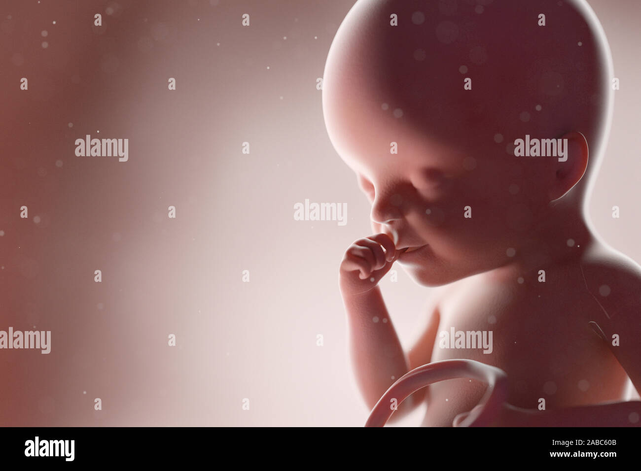 3d rendered medically accurate illustration of a human fetus - week 25 ...