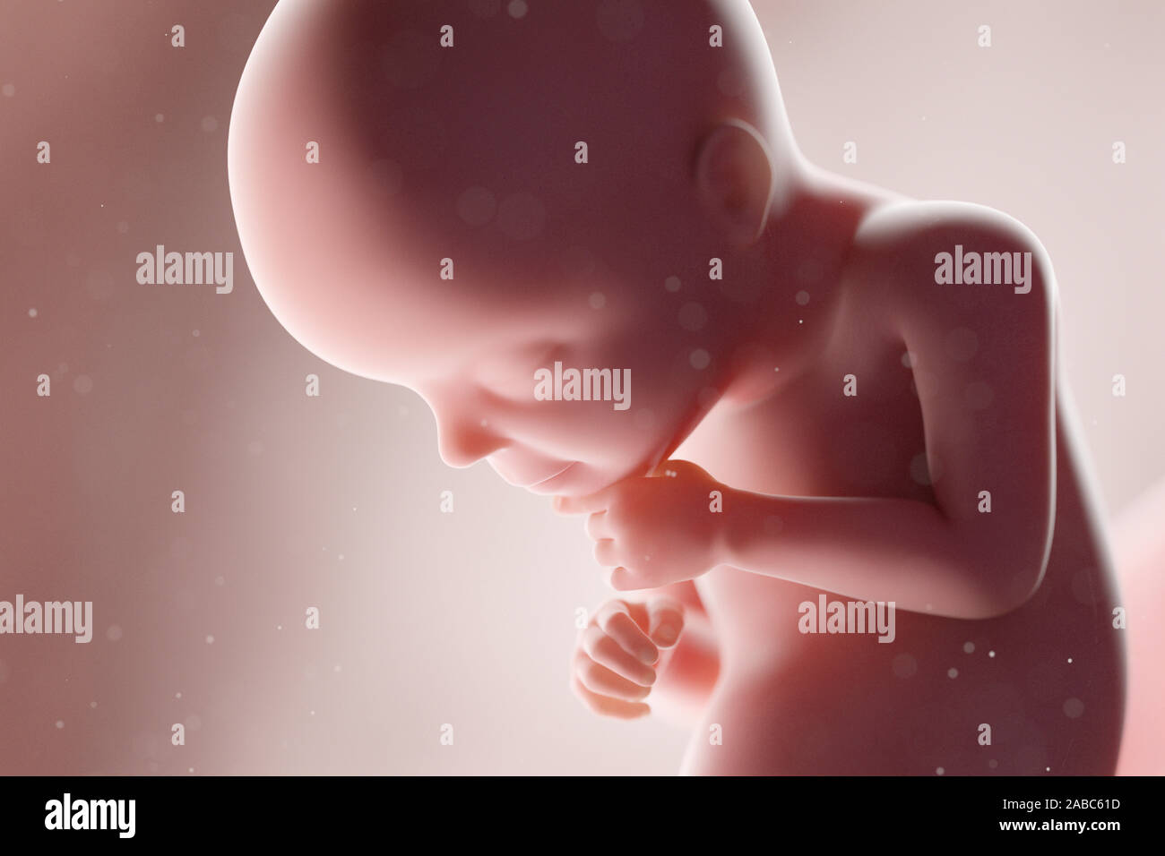 28 week fetus hi-res stock photography and images - Alamy