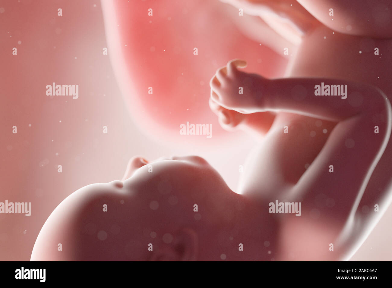 3d rendered medically accurate illustration of a human fetus - week 37 ...