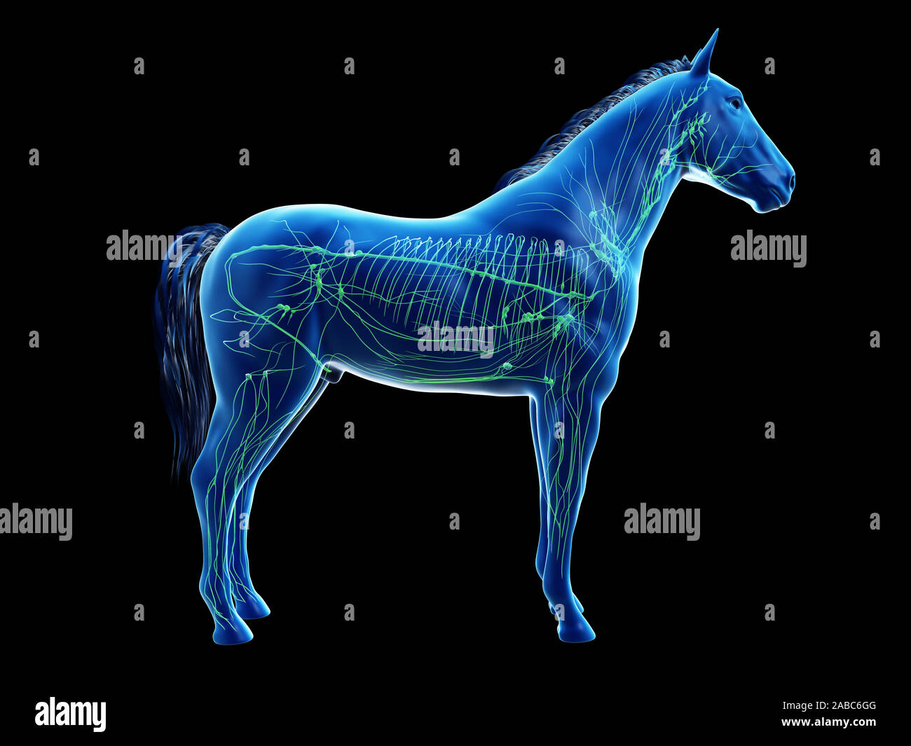 3d rendered anatomy of the equine anatomy - the lymphatic system Stock ...