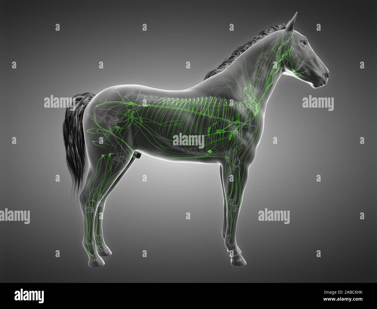 3d rendered anatomy of the equine anatomy - the lymphatic system Stock ...