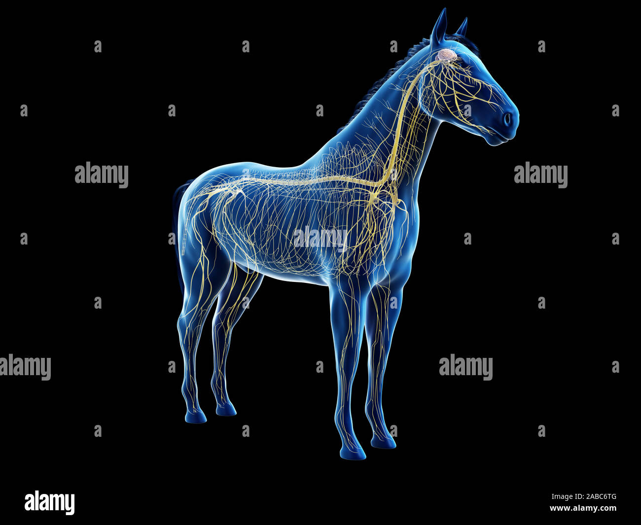 3d rendered anatomy of the equine anatomy - the nervous system Stock ...