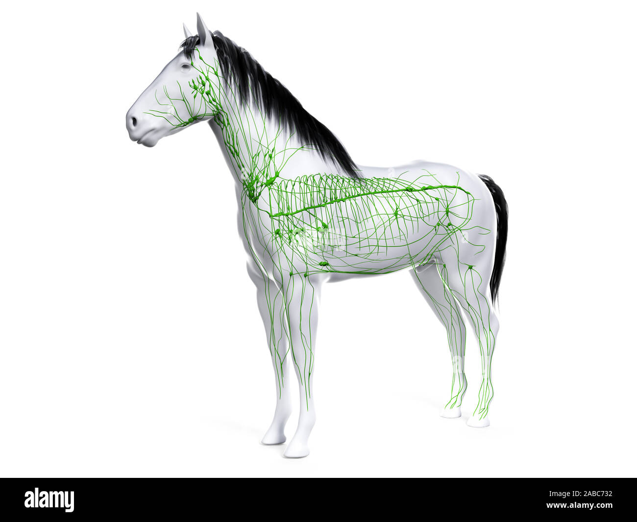 3d rendered anatomy of the equine anatomy - the lymphatic system Stock ...