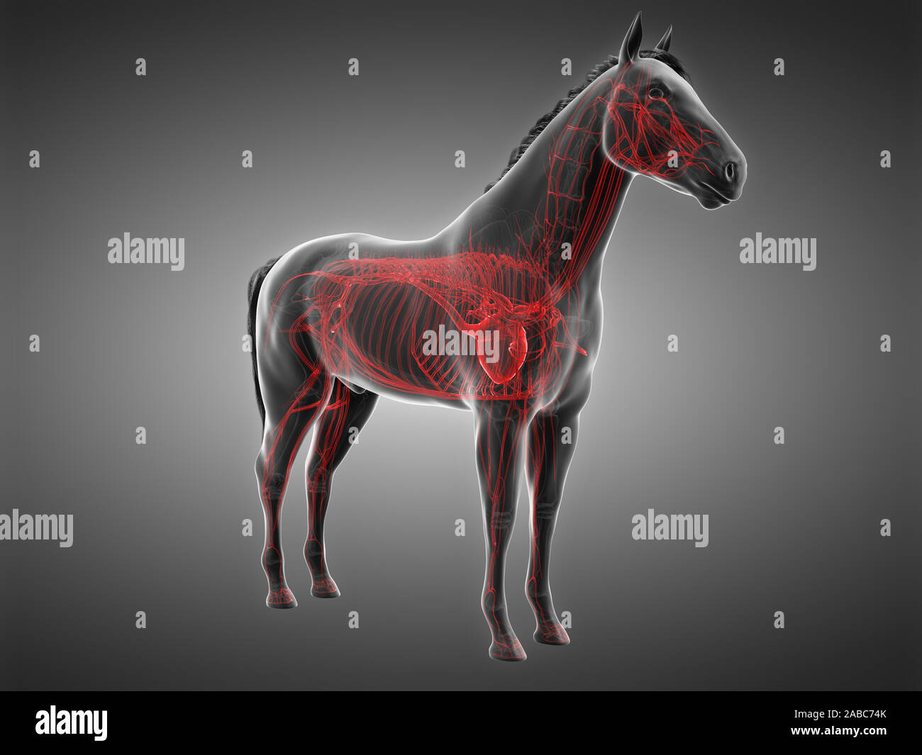 3d rendered anatomy of the equine anatomy - the vascular system Stock ...