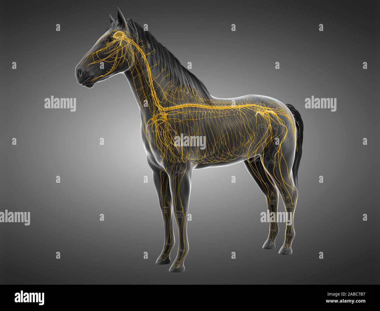 3d rendered anatomy of the equine anatomy - the nervous system Stock ...