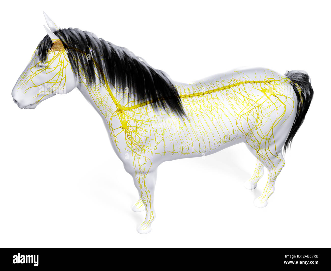 3d rendered anatomy of the equine anatomy - the nervous system Stock ...